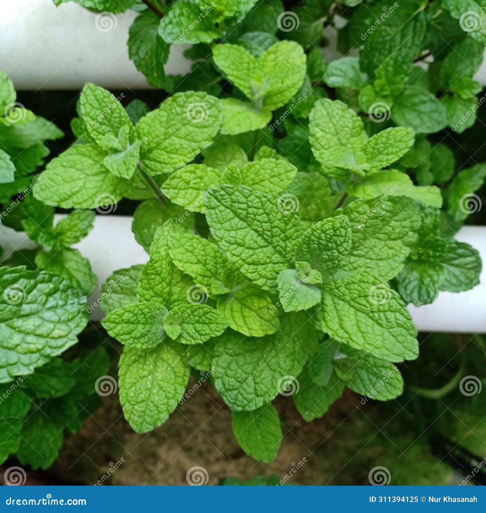 Mint leaves stock image. Image of plants, hydroponic - 311394125