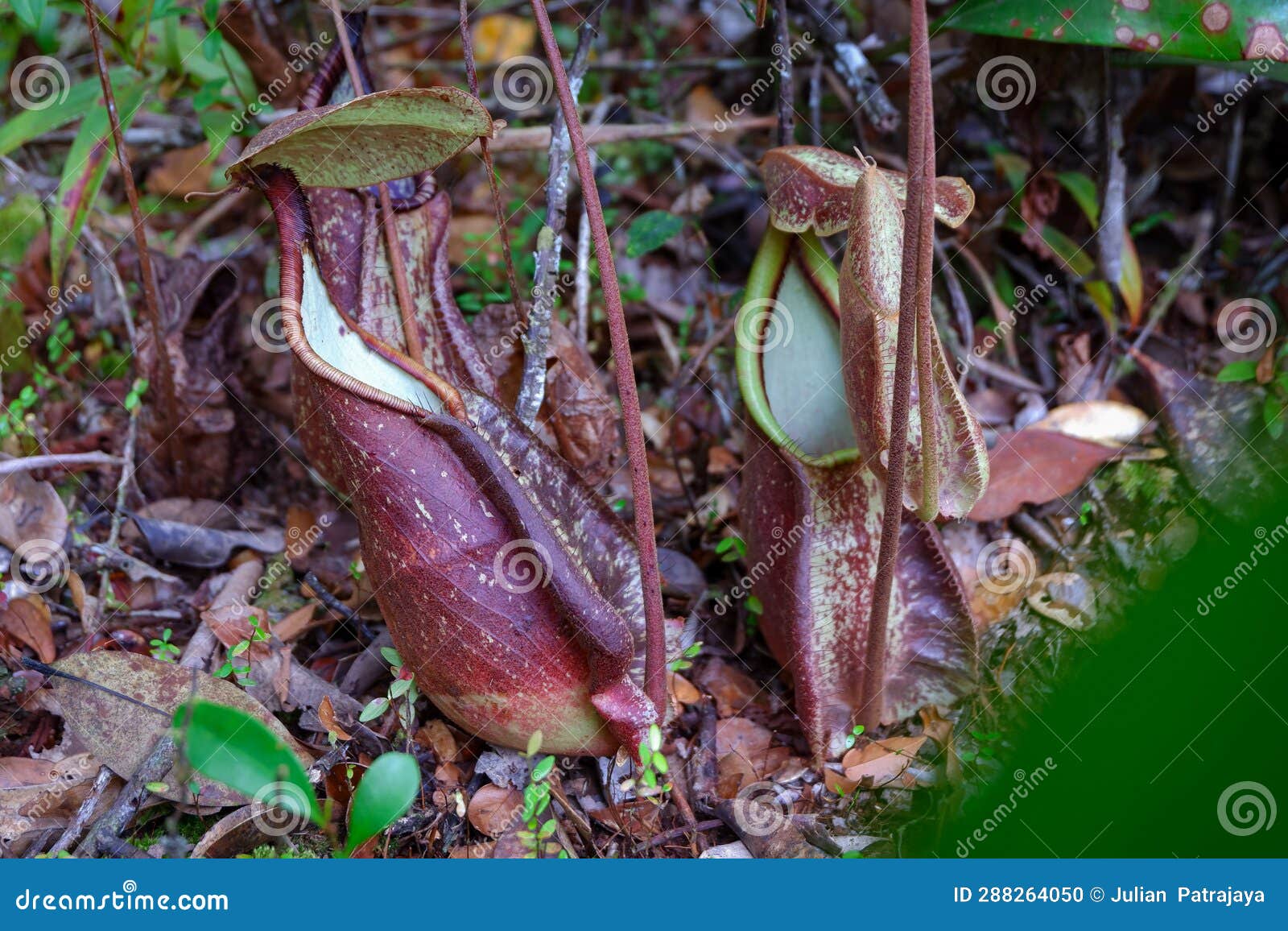 There are Several Variations in the Size of the Nepenthes Rafflesiana ...