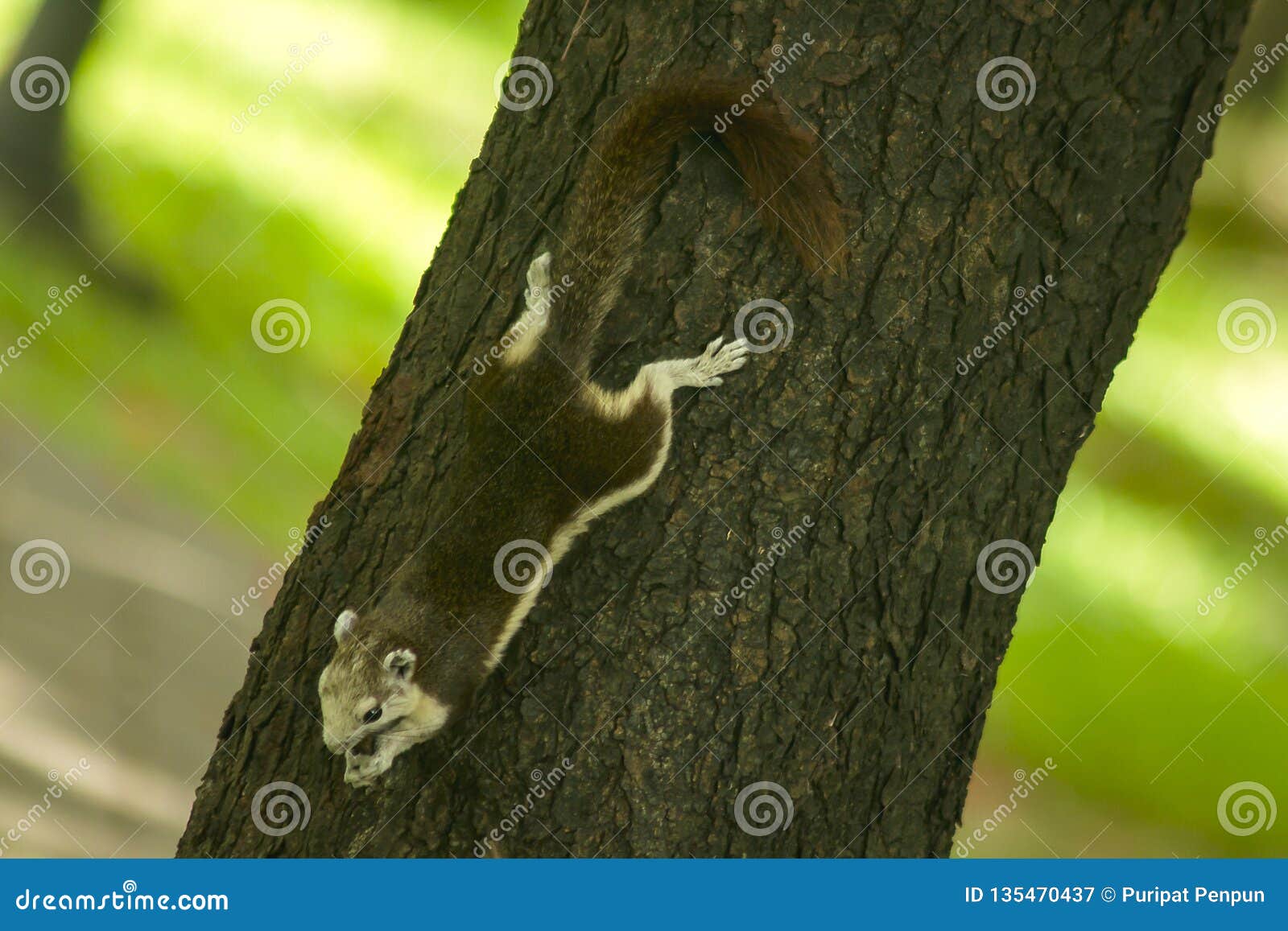 The Squirrel is Climbing Up the Tree. Stock Image - Image of mammal ...