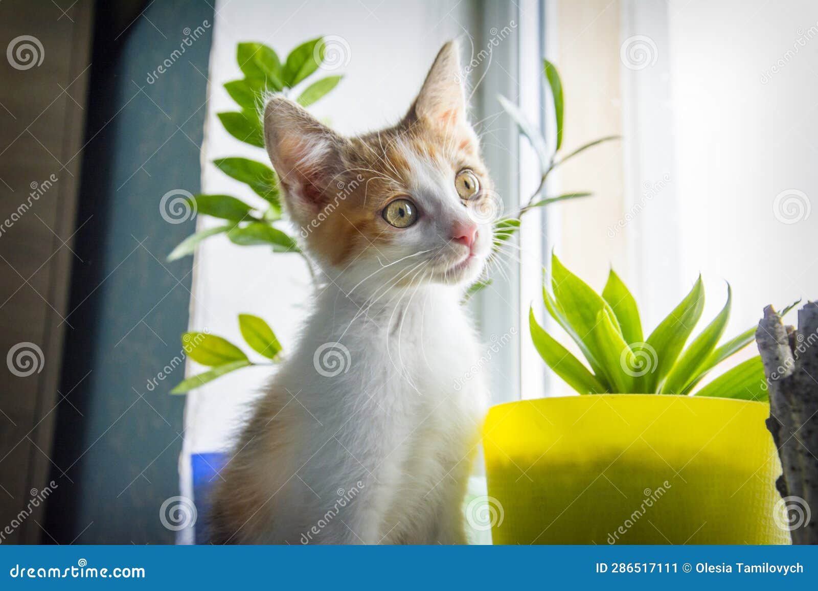 There is a Small Surprised Kitten in the Room Stock Image - Image of ...