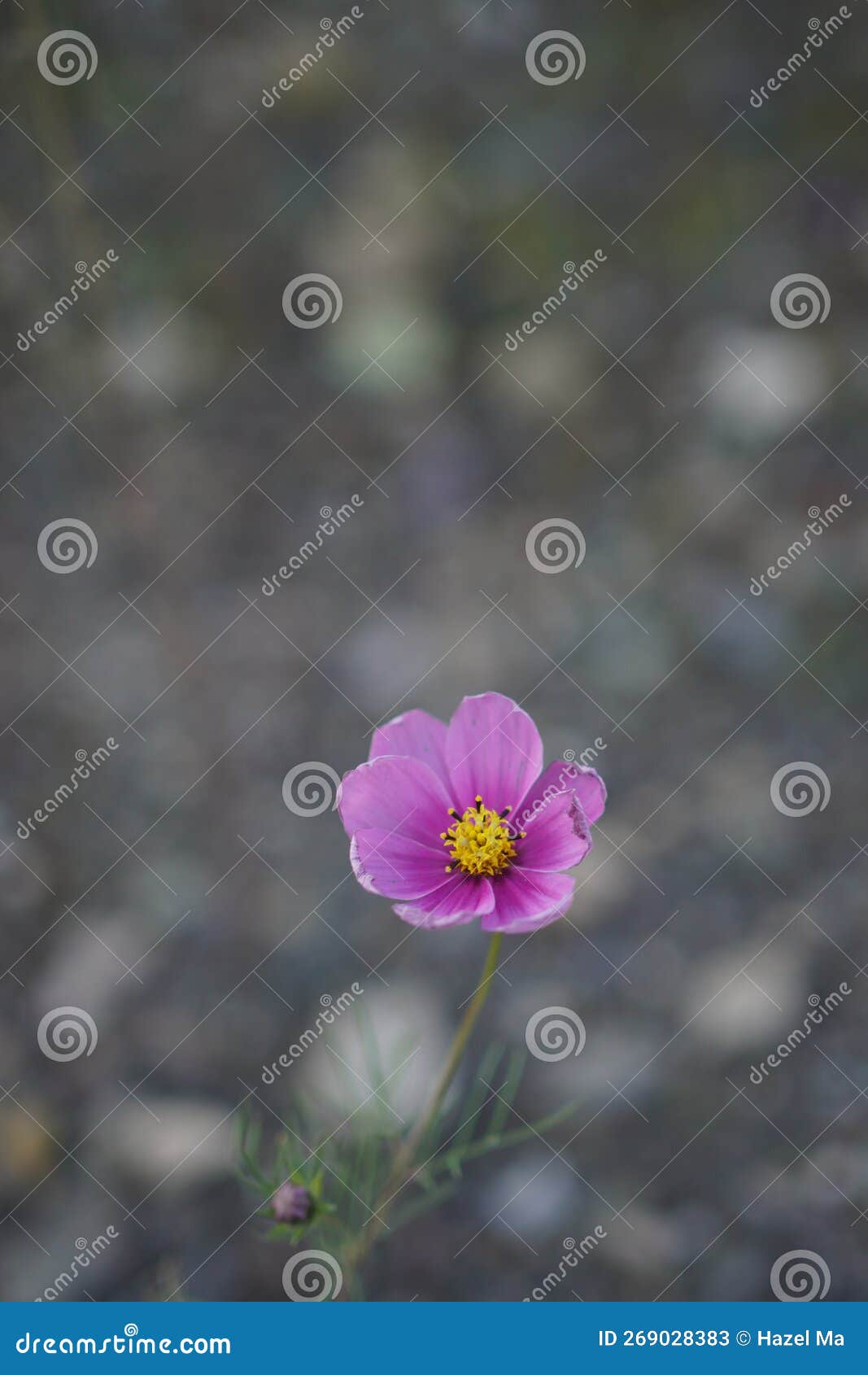 There are Some Beautiful Pink and Purple Coreopsis in the Grass Stock ...