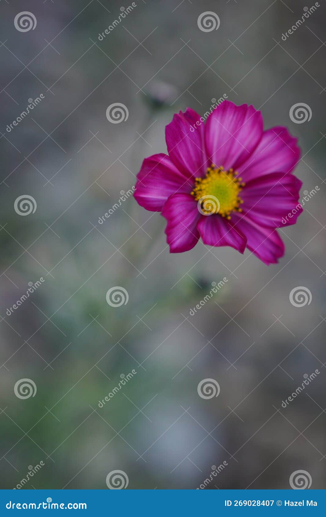 There are Some Beautiful Pink and Purple Coreopsis in the Grass Stock ...