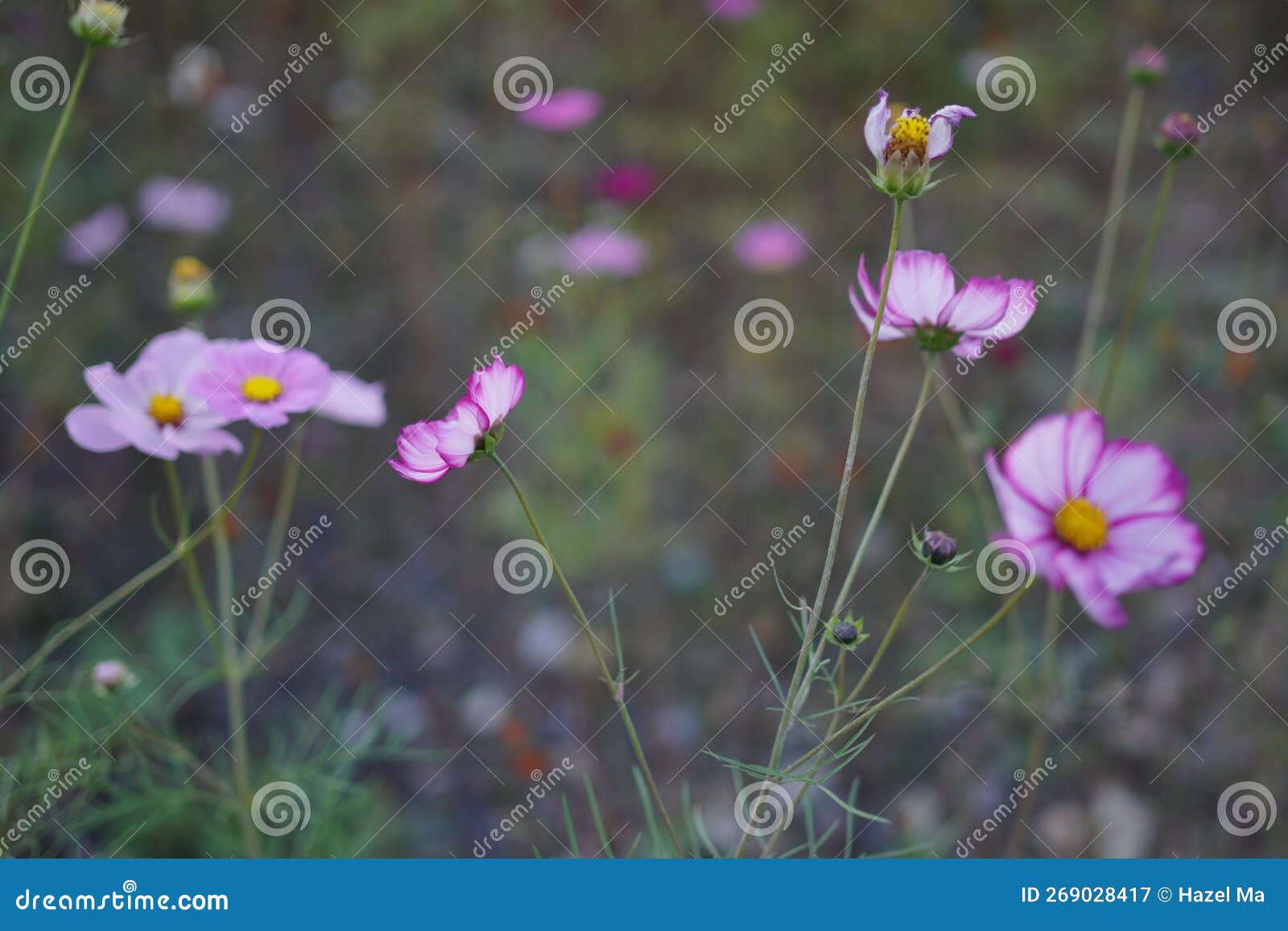 There are Some Beautiful Pink and Purple Coreopsis in the Grass Stock ...