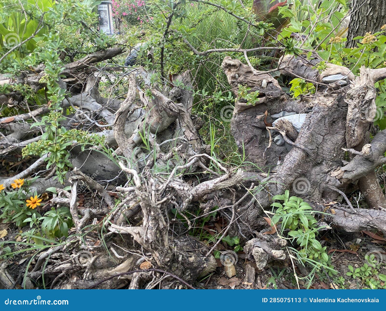 There are Stones on the Roots of Trees Stock Image - Image of forest ...