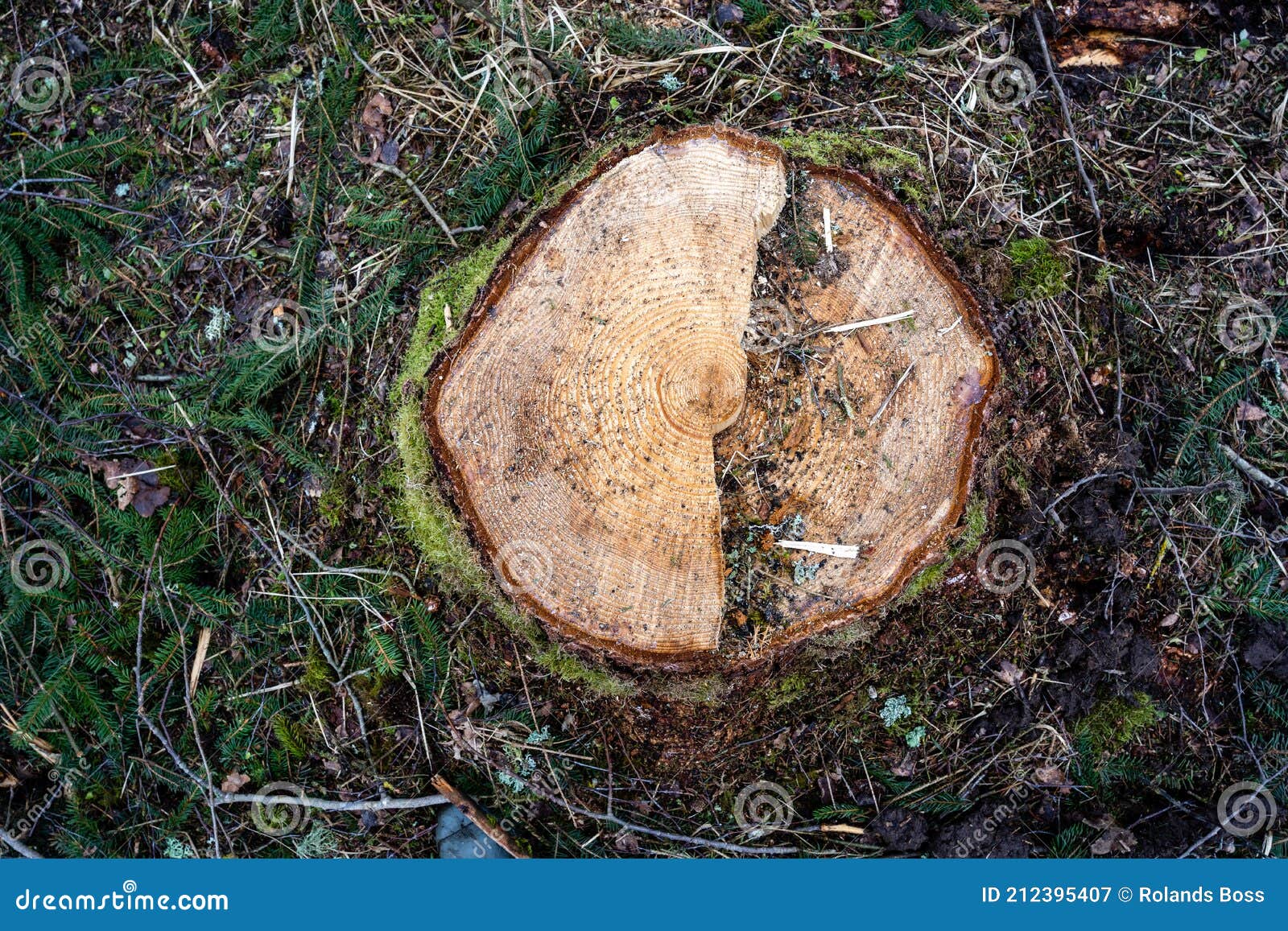 There is a Stump Where You Can See the Structure Stock Image - Image of ...