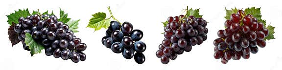 There are Three Distinct Varieties of Grapes Shown on a Clear ... There are Three Distinct Varieties of Grapes Shown on a Clear ...