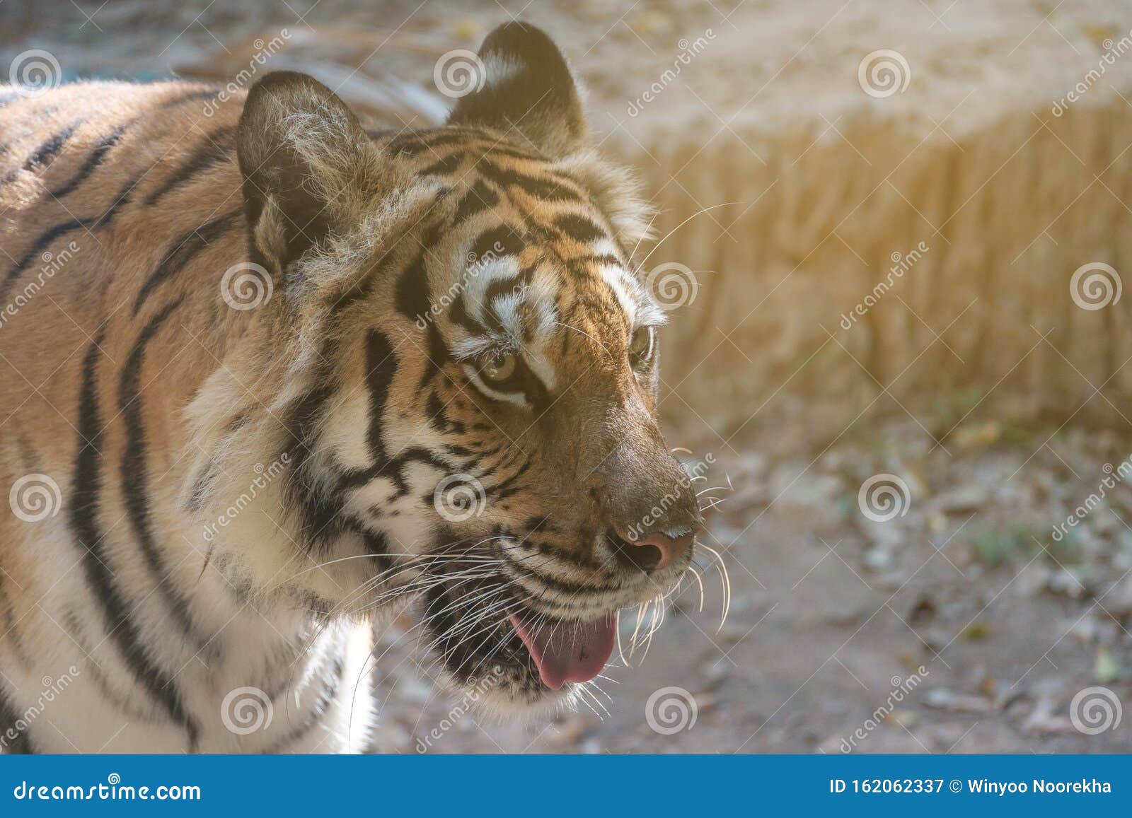 Sight of tiger stock image. Image of face, carnivore - 162062337