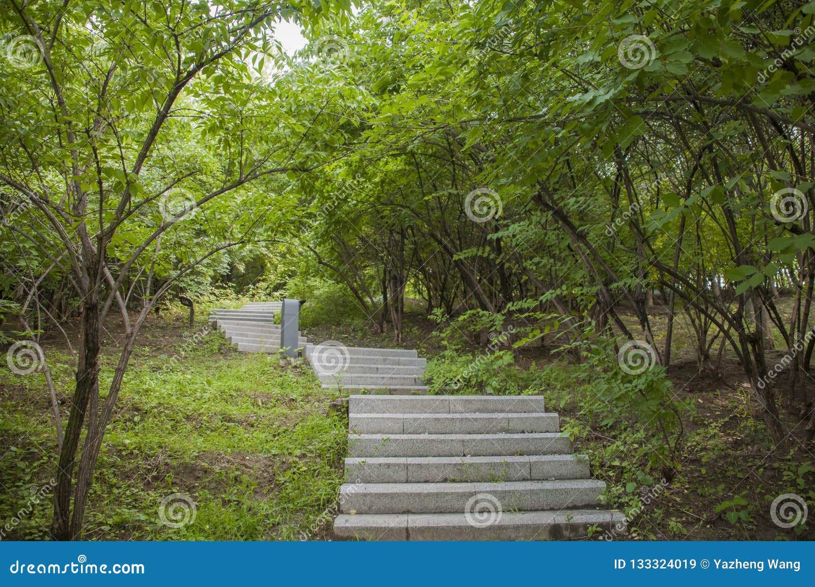 Tranquil Winding Path in Green Stock Image - Image of winding ...
