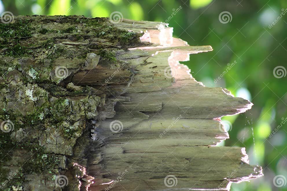 There is a Tree that Has Been Cut Off with Leaves Stock Photo - Image ...