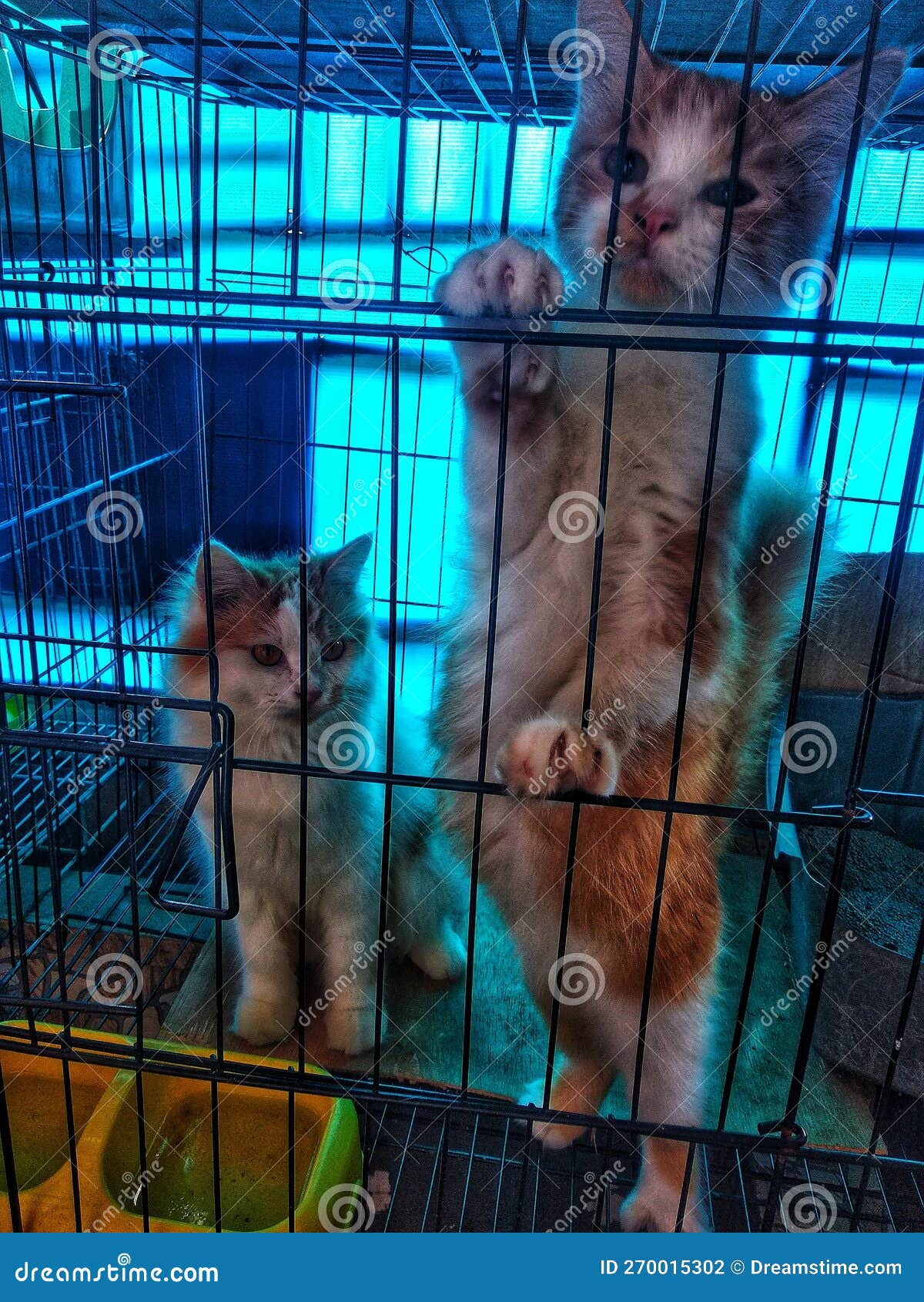 There are Two Cats in a Cage Stock Photo - Image of like, styled: 270015302