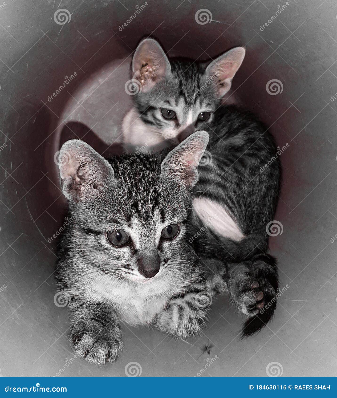 There Two Cats Which are Sitting Inside of Bucket Stock Photo - Image ...