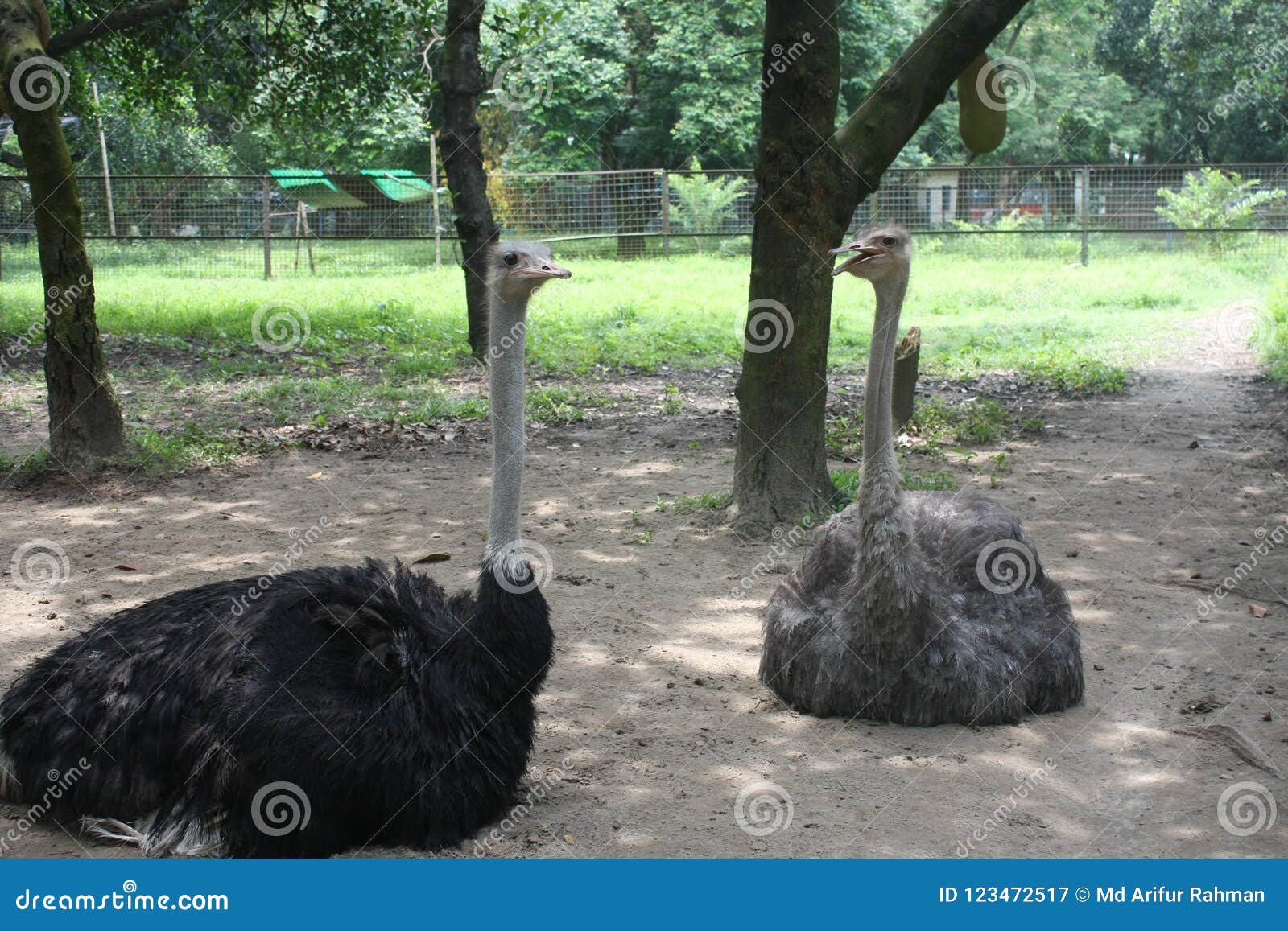 There are Two Ostrich Sitting Stock Image - Image of etosha, land ...