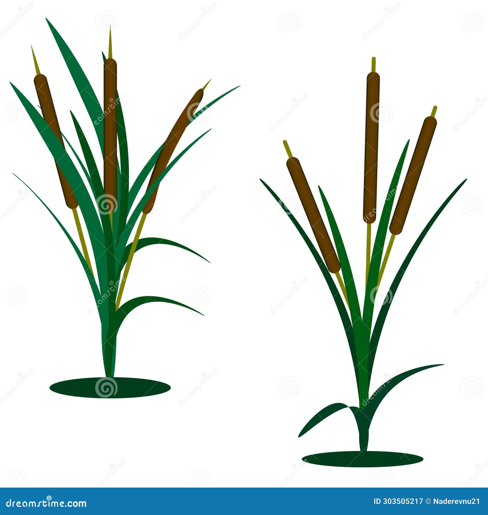 There are Two Reed Bushes on a White Background Stock Vector ...