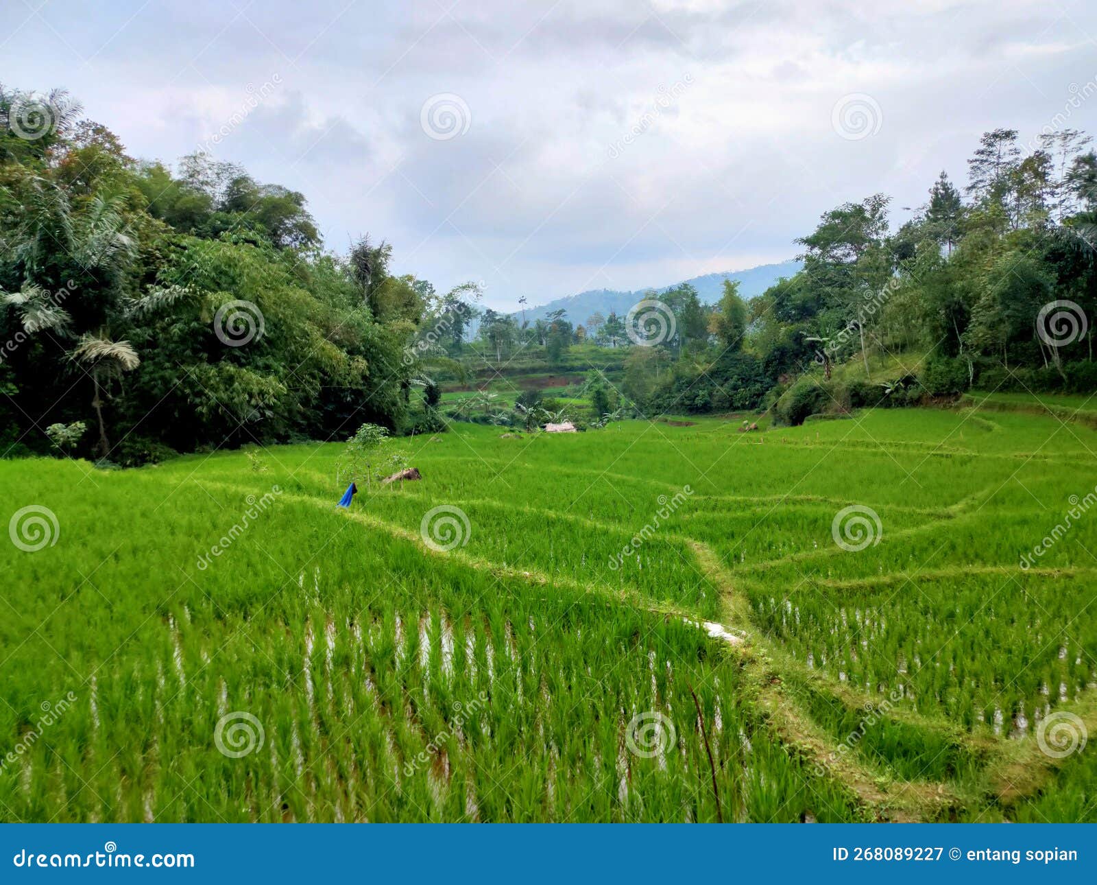 There are 2 Types of How To Plant Rice on Land and in Water Stock Image ...