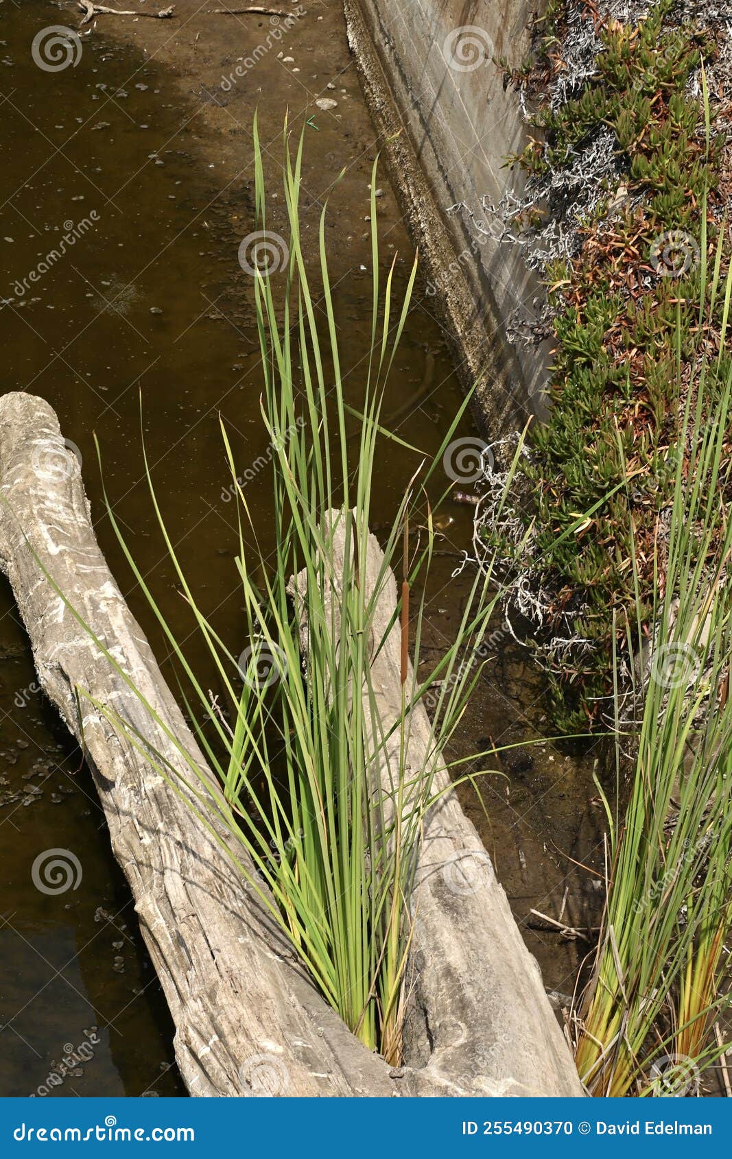Tufted sedge 4 stock photo. Image of tufted, used, provide - 255490370
