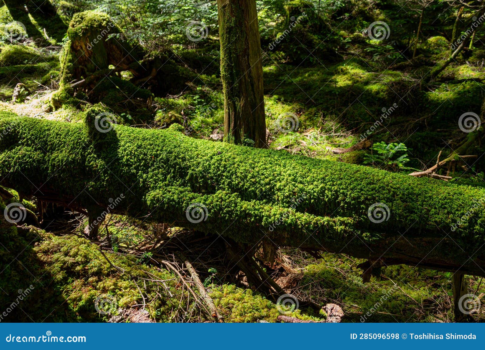 Beautiful Moss Growing Naturally on a Fallen Tree. Stock Photo - Image ...