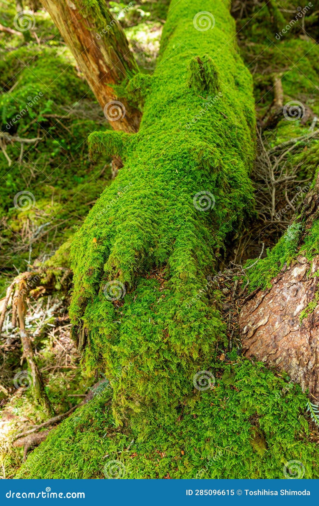 Beautiful Moss Growing Naturally on a Fallen Tree. Stock Image - Image ...