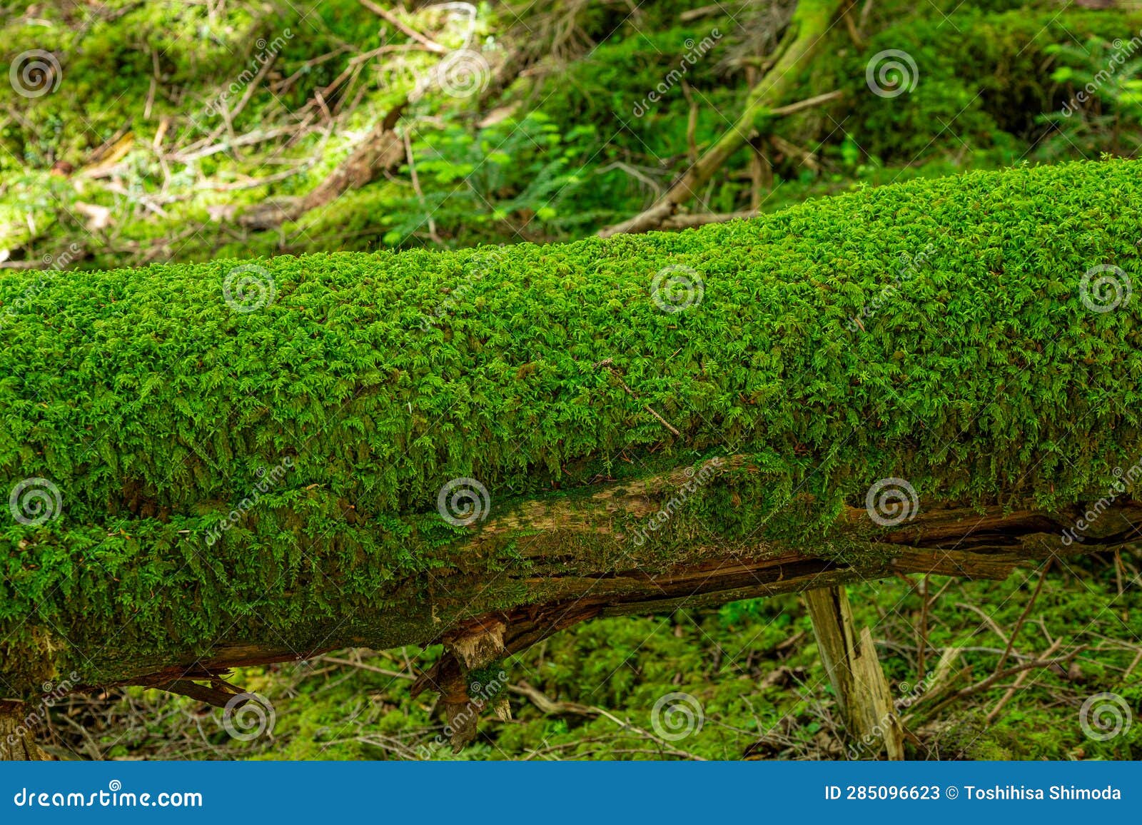 Beautiful Moss Growing Naturally on a Fallen Tree. Stock Image - Image ...