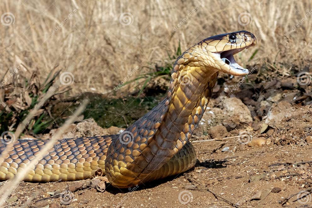 There is a Very Large Yellow Snake Laying on the Ground Stock Photo ...