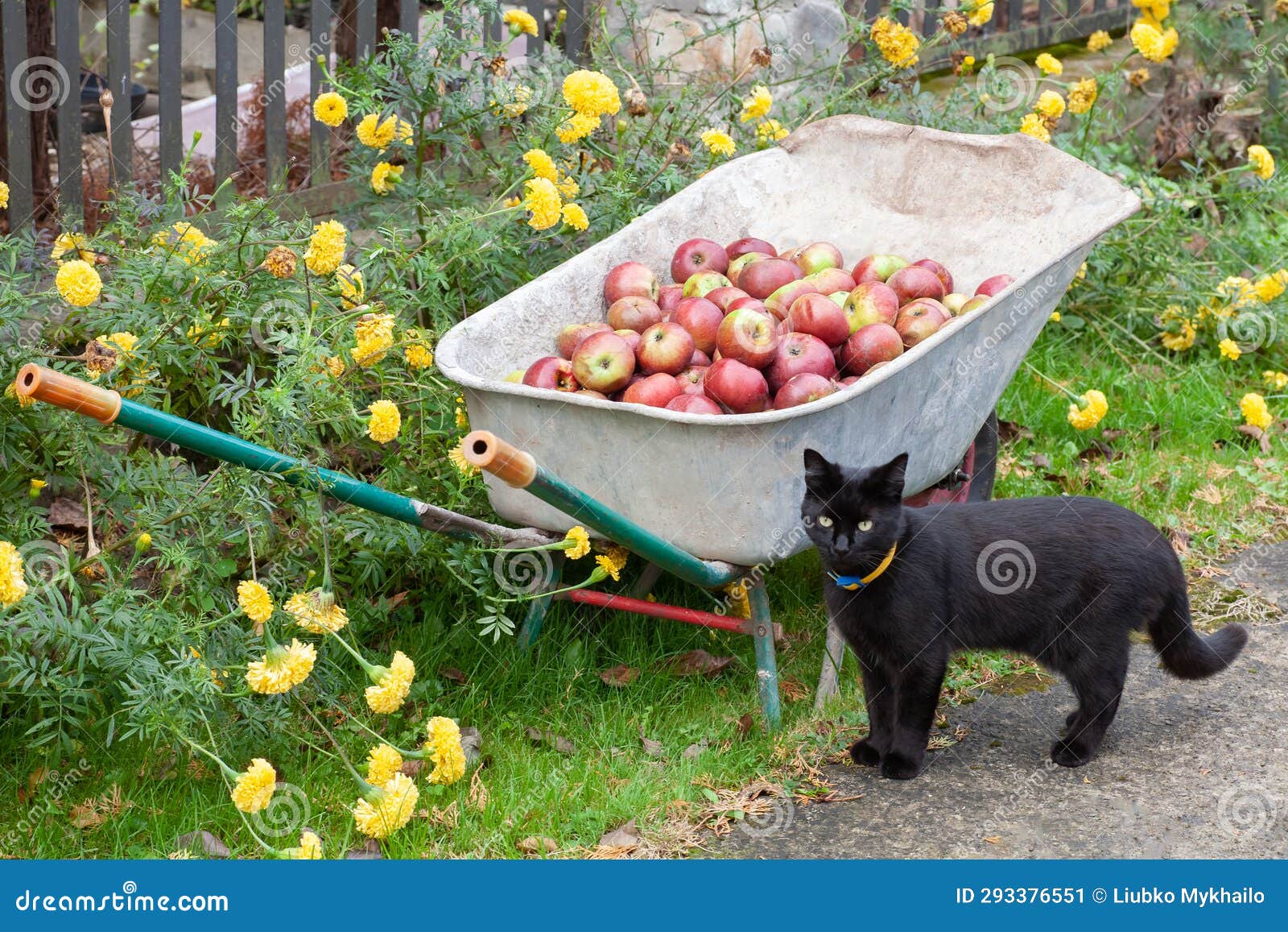 There is a Wheelbarrow Full of Apples on the Grass. Stock Image - Image ...