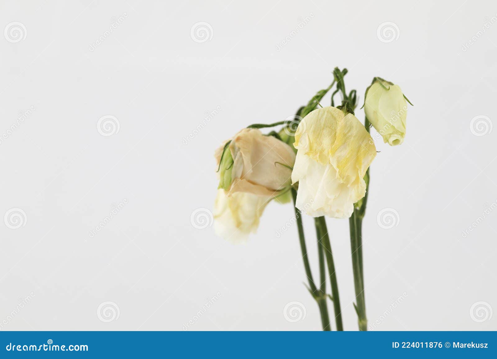 There are withering roses stock photo. Image of color - 224011876