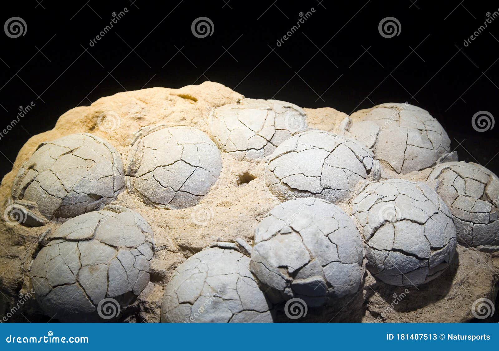 Dinosaur Eggs With New Born Reptiles, Prehistoric Scene Photo, Museum ...