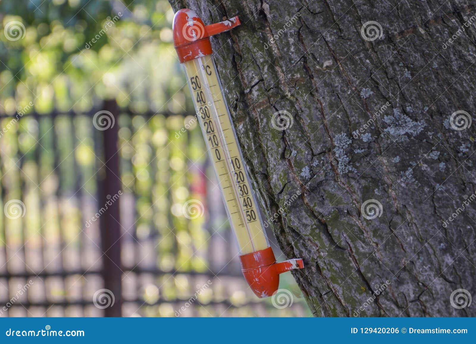 Thermometer Air Temperature on a Tree Stock Photo - Image of outdoor ...
