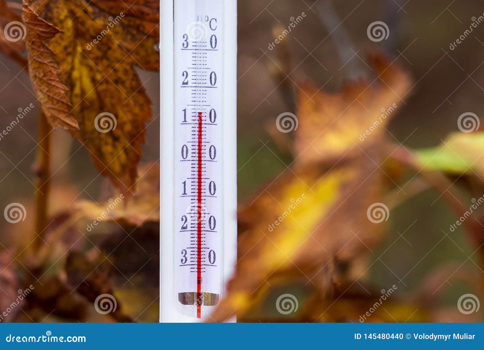 Thermometer on the Background of Autumn Leaves. the Temperature in the ...