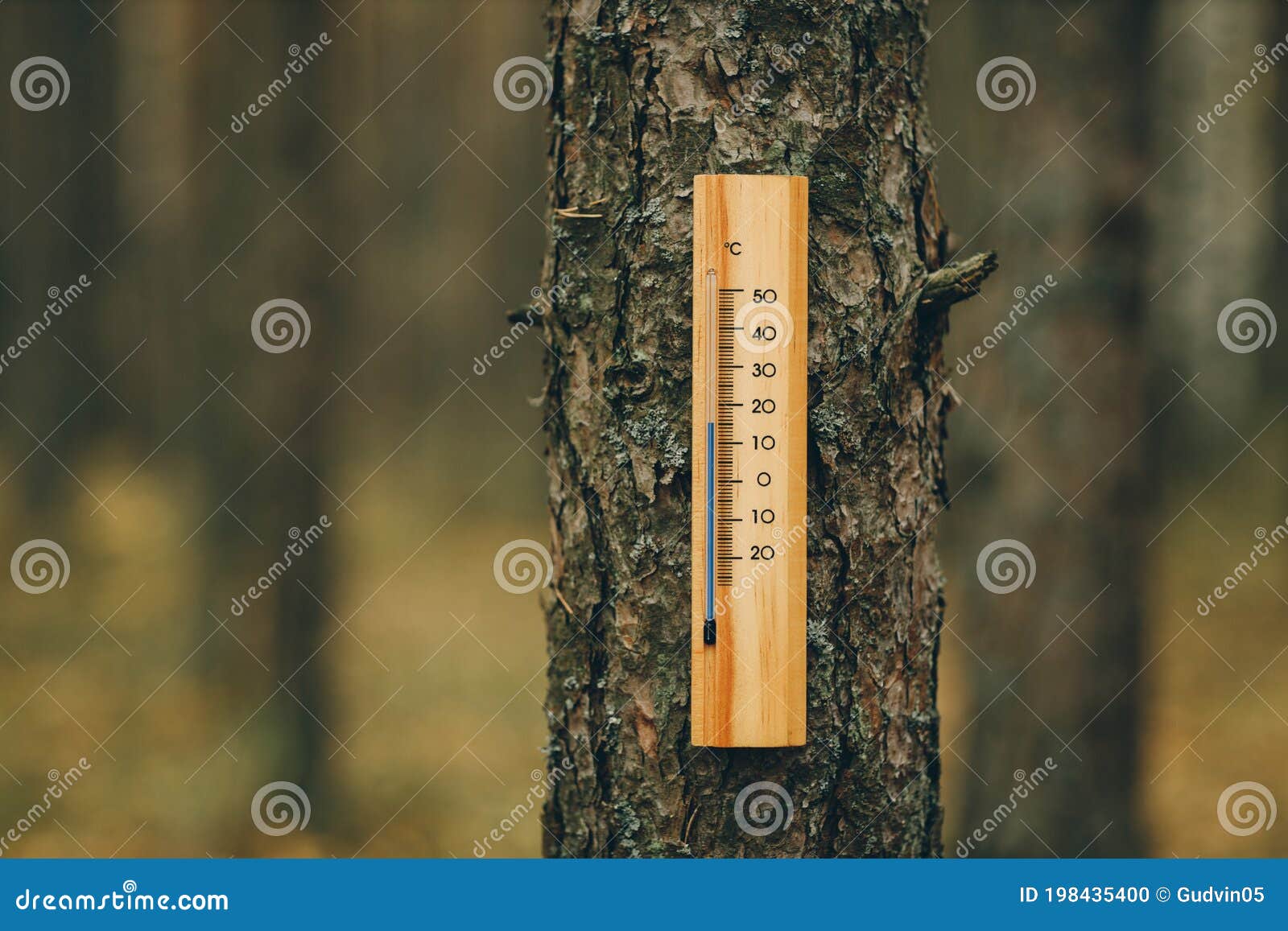 Thermometer on the Background of a Trees and a Dry Leaf Shows the Plus ...