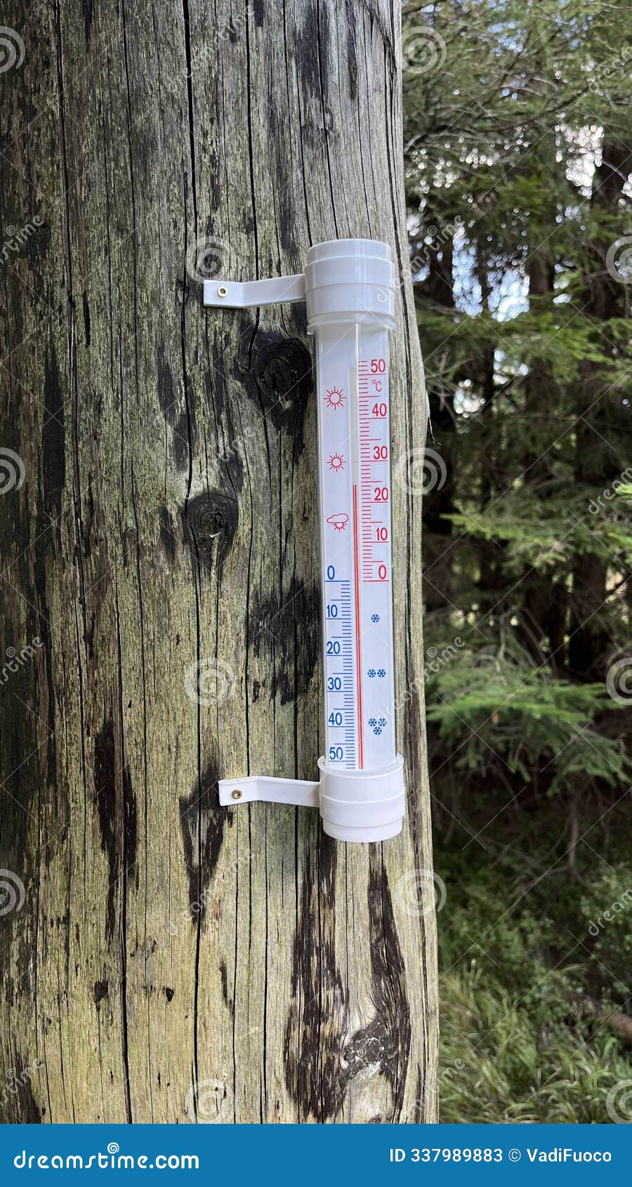 A Thermometer is Installed on a Tree Trunk in the Mountains Showing the ...