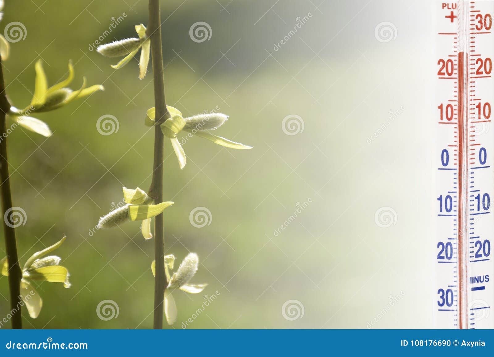 Thermometer Showing Warm Weather. Spring Temperature Concept. Willow ...