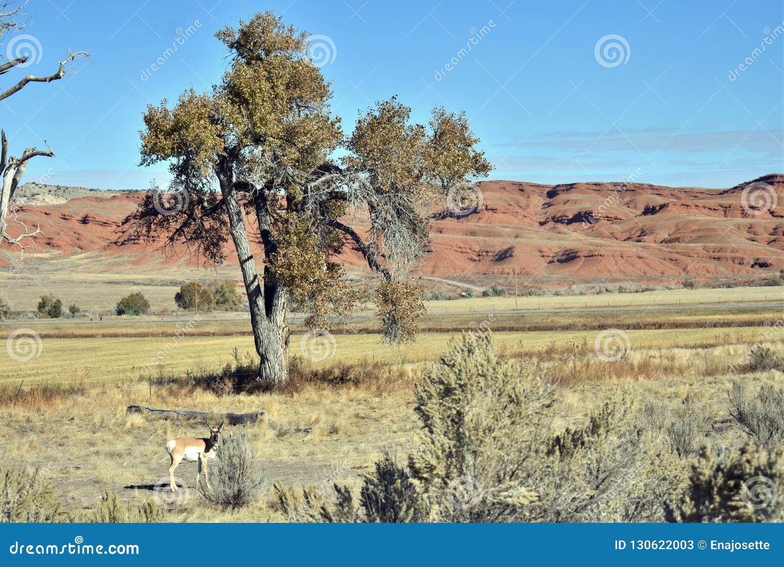 Thermopolis Wyoming stock image. Image of antelope, sage - 130622003