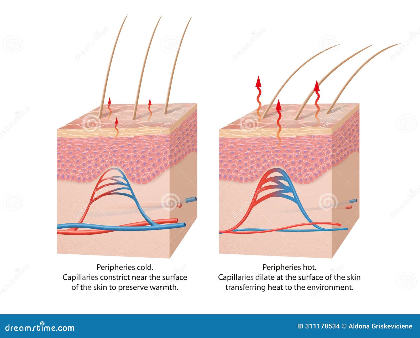 Thermoregulation of the Human Bod Stock Illustration - Illustration of ...