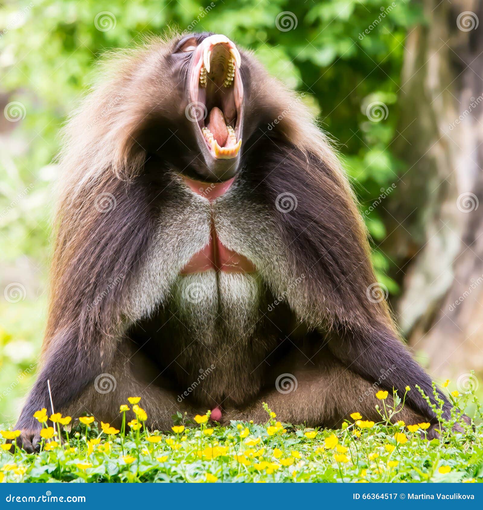 Gelada Monkey Female Royalty-Free Stock Photography | CartoonDealer.com ...