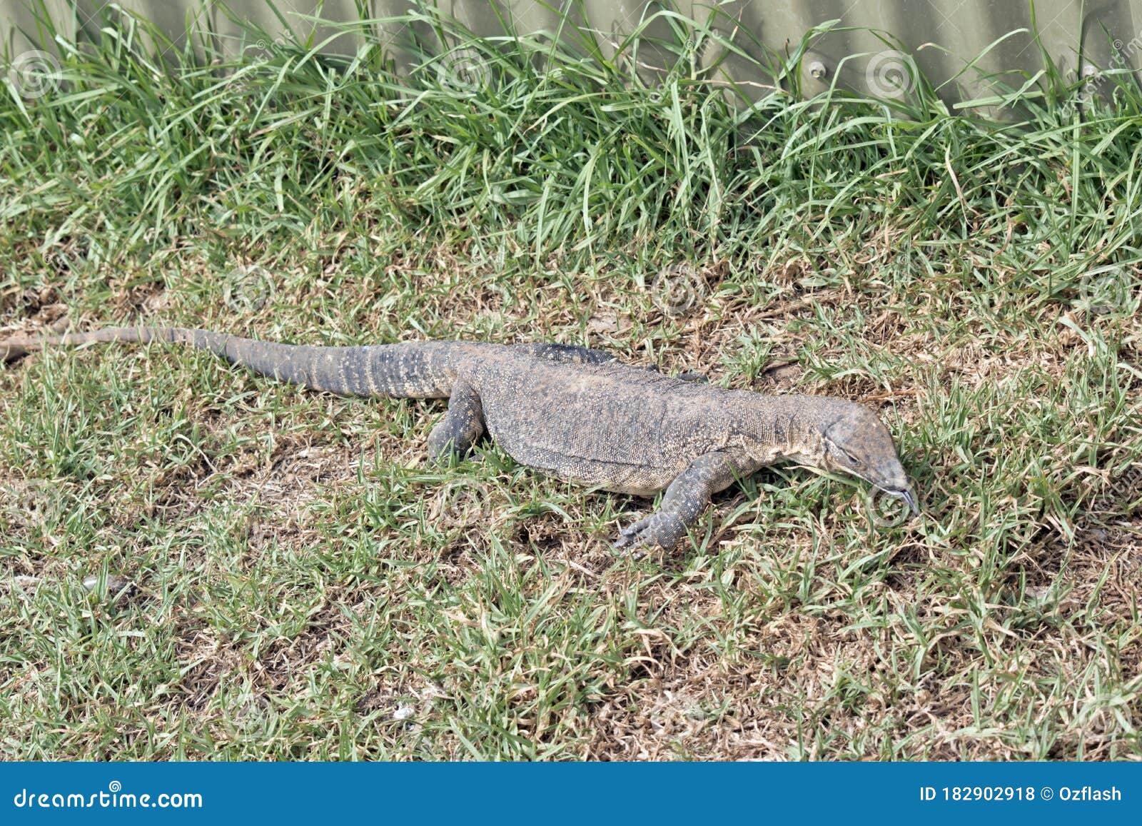 This is a Side View of a Rosenberg Lizard Stock Photo - Image of scales ...