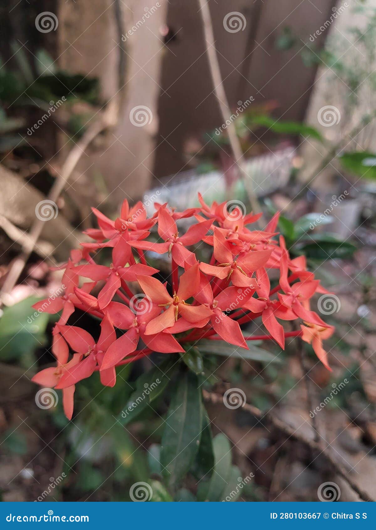 Thetti Flower Red Colour Beautiful Nature Stock Image - Image of flower ...