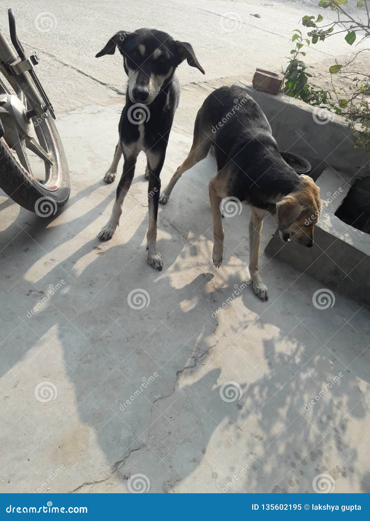 This is the Photo of Two Dogs Standing in Different Pose . Stock Image ...
