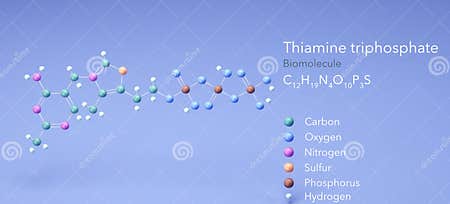 Thiamine Triphosphate, Molecular Structures, Biomolecule, 3d Model ...