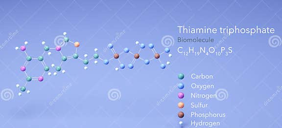 Thiamine Triphosphate, Molecular Structures, Biomolecule, 3d Model ...