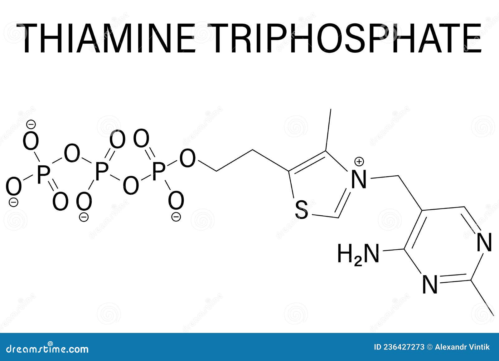 Thiamine Triphosphate Molecule. Skeletal Formula Stock Vector ...