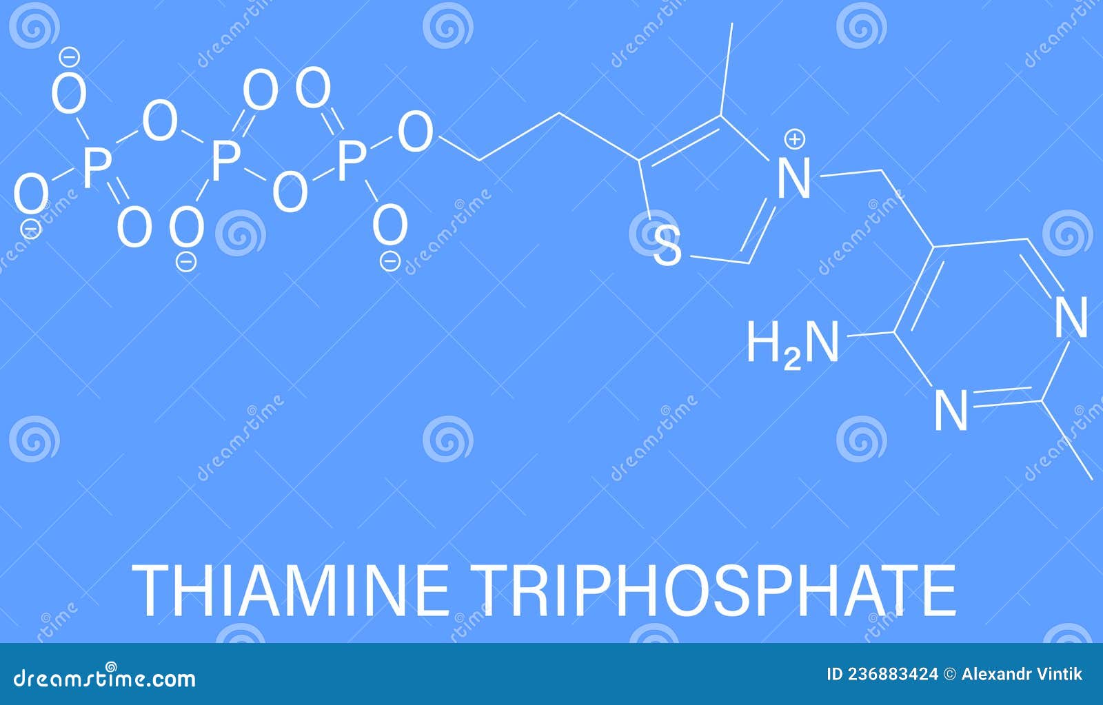 Thiamine Triphosphate, Molecular Structures, Biomolecule, 3d Model ...