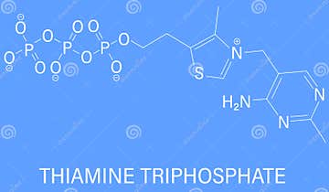 Thiamine Triphosphate Molecule. Skeletal Formula Stock Vector ...