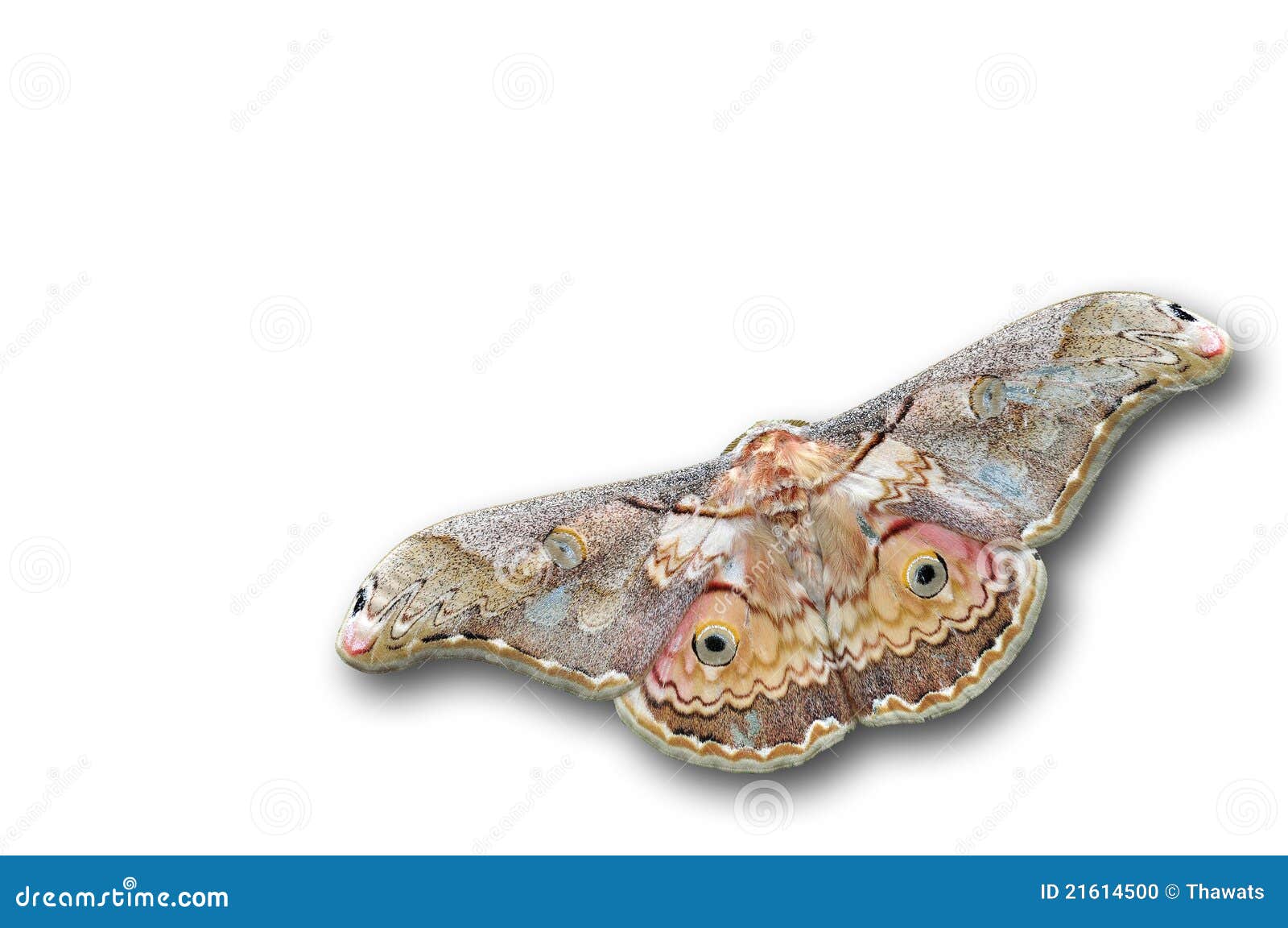 Evil Moth Photos - Free & Royalty-Free Stock Photos from Dreamstime