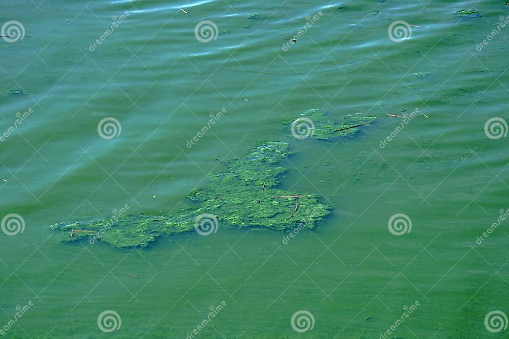 THICK ALGAE GROWTH in DAM WATER Stock Photo - Image of water, polluted ...