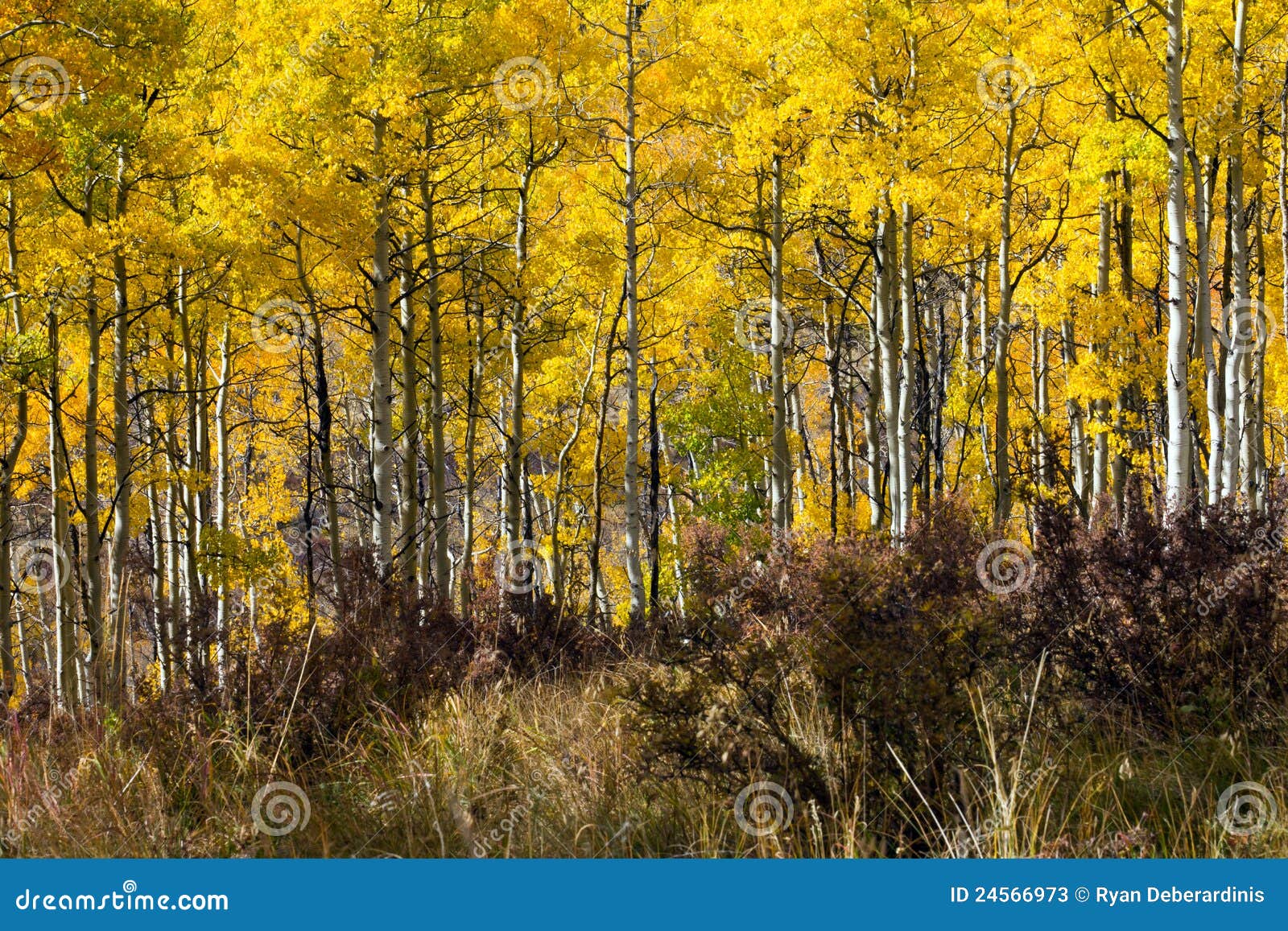 Thick Aspen Forest in Fall stock image. Image of dense - 24566973