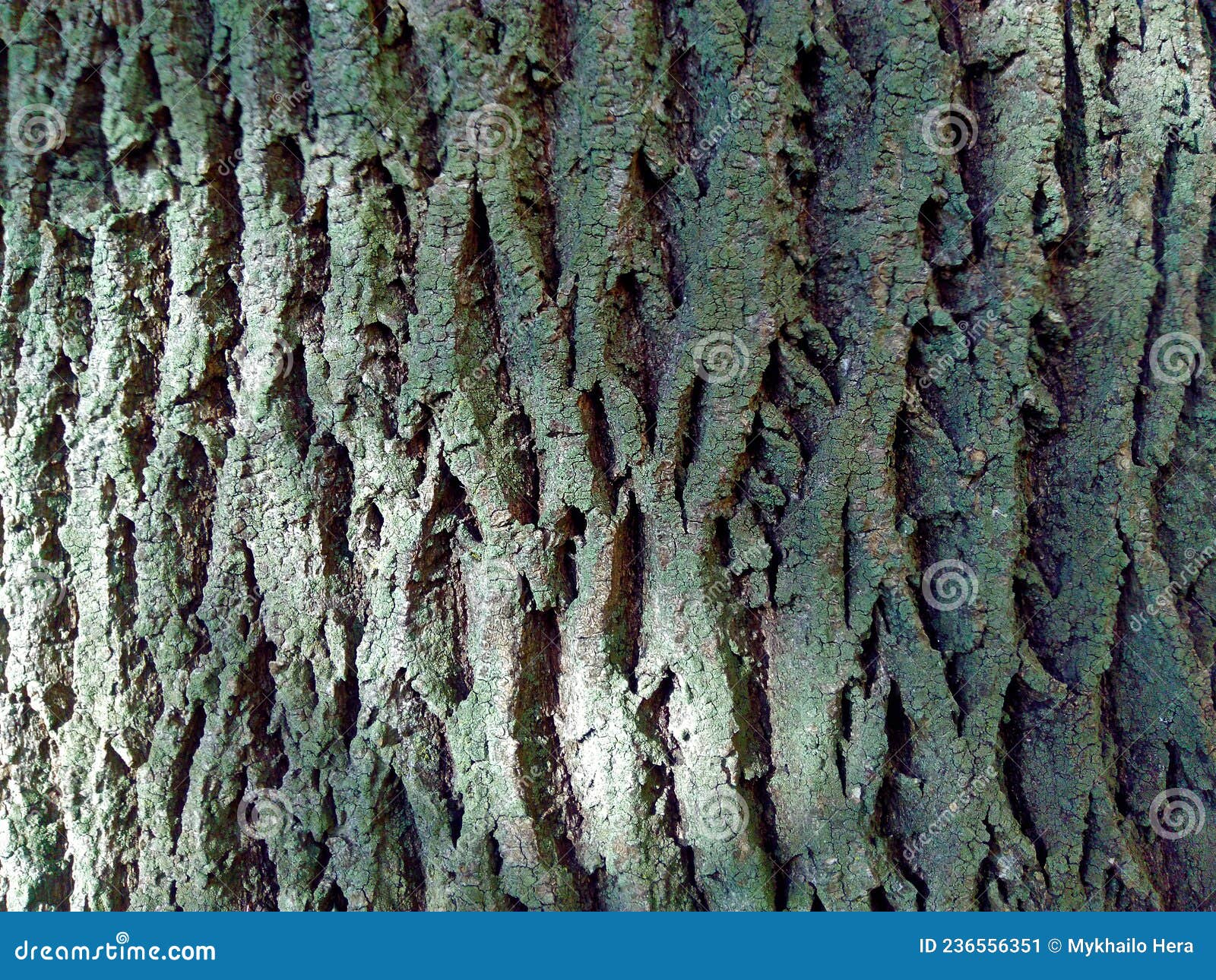 Thick Bark Tree Macro Background Stock Image - Image of tree, bark ...