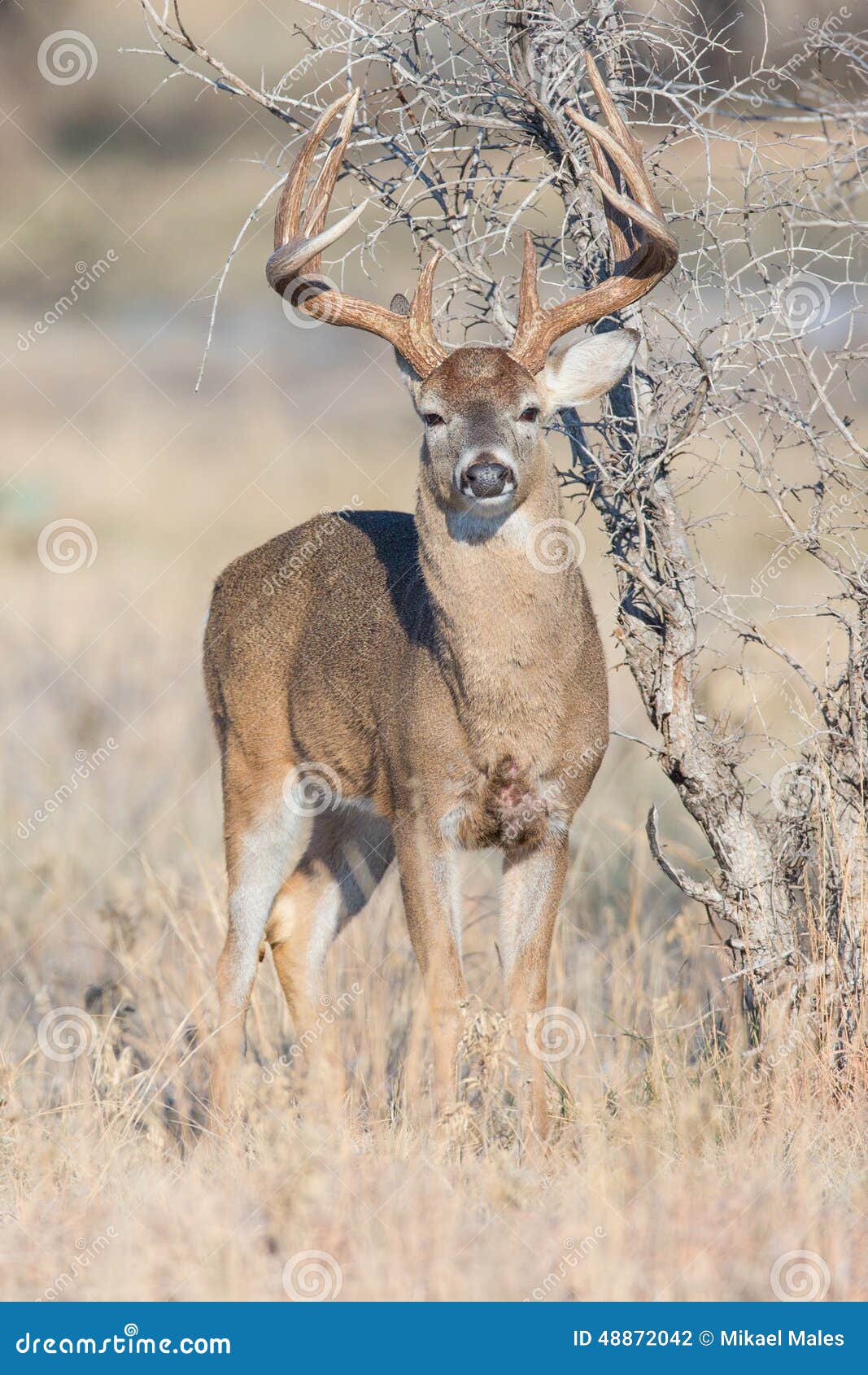 Thick Big Beamed Whitetail Buck Standing at Alert Stock Photo - Image ...