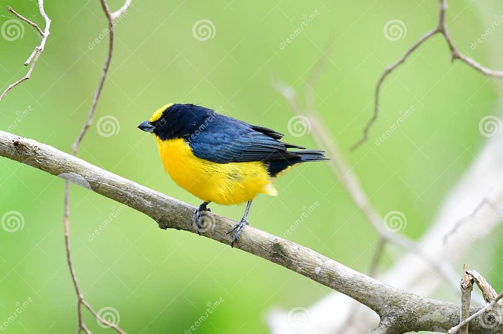 Thick-billed Euphonia Euphonia Laniirostris Stock Image - Image of male ... Thick-billed Euphonia Euphonia Laniirostris Stock Image - Image of male ...