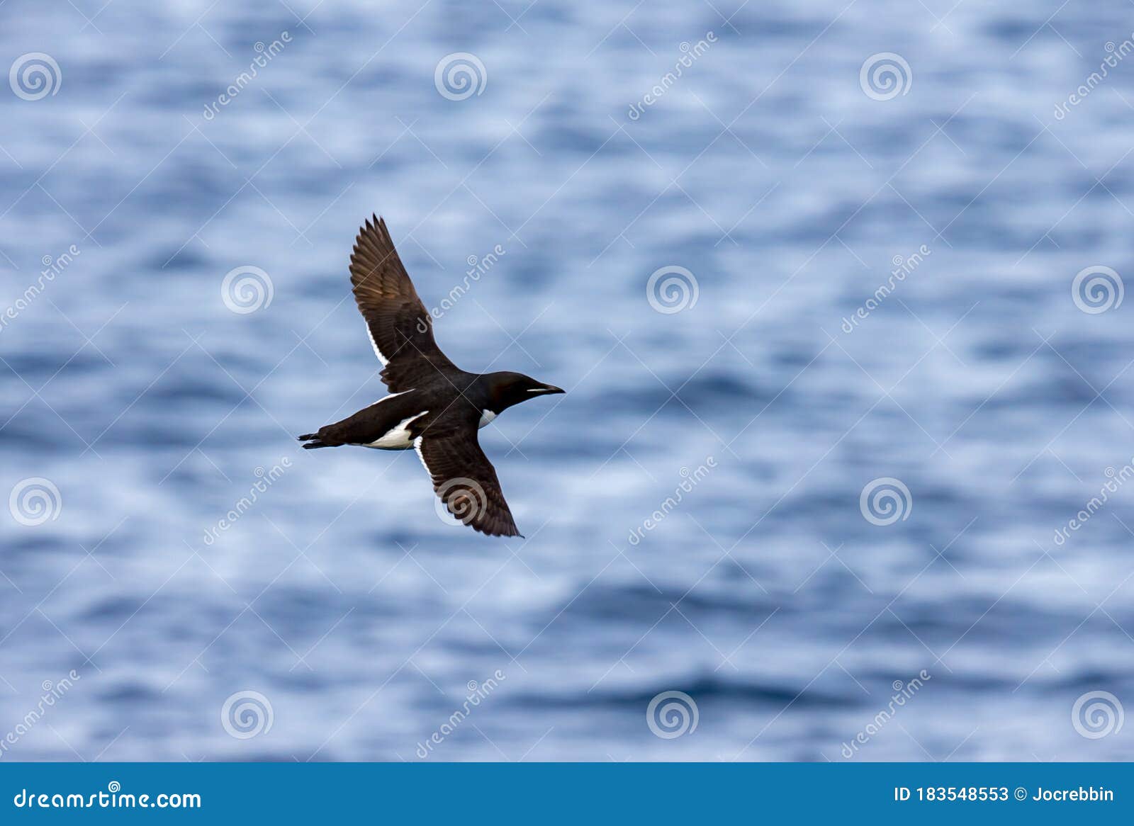 Thick-billed Murre Flies Over the Northern Atlantic Ocean Stock Image ...