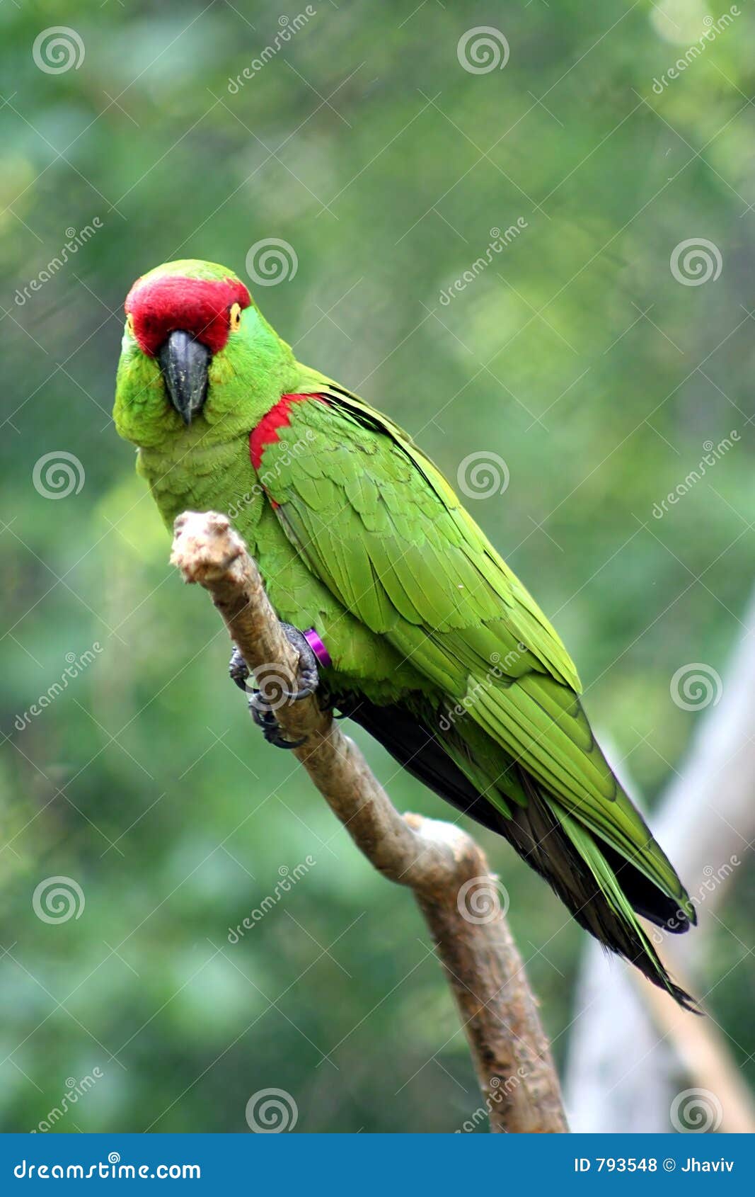 Thick-billed Parrot stock photo. Image of thick, green - 793548